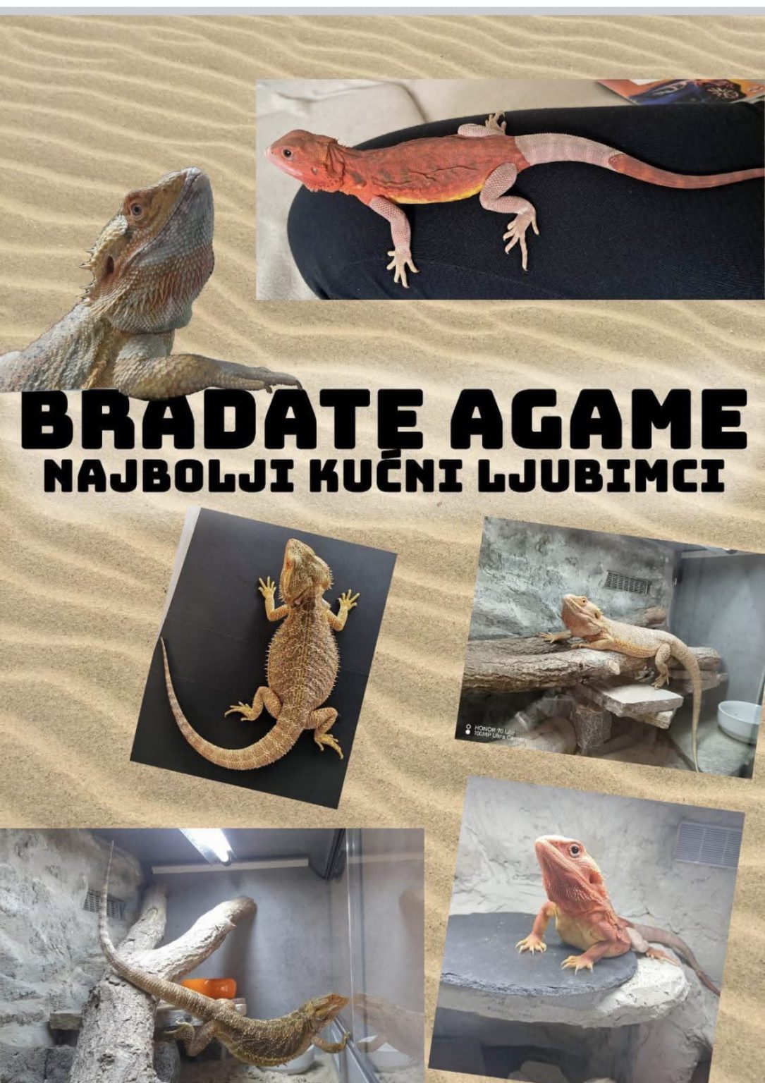 U Goricu stiže ptičja elita, bradate agame i društvo najomiljenijih ...