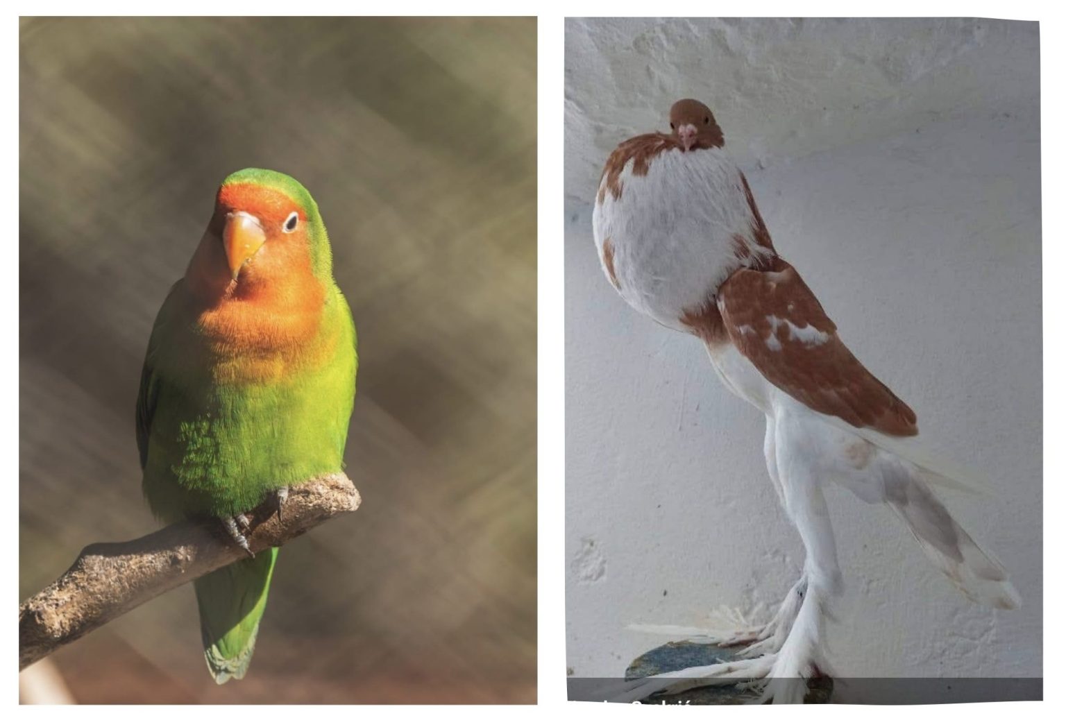 U Goricu stiže ptičja elita, bradate agame i društvo najomiljenijih ...